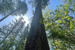 Permasteel 46" Rolling Work Bench at Costco!